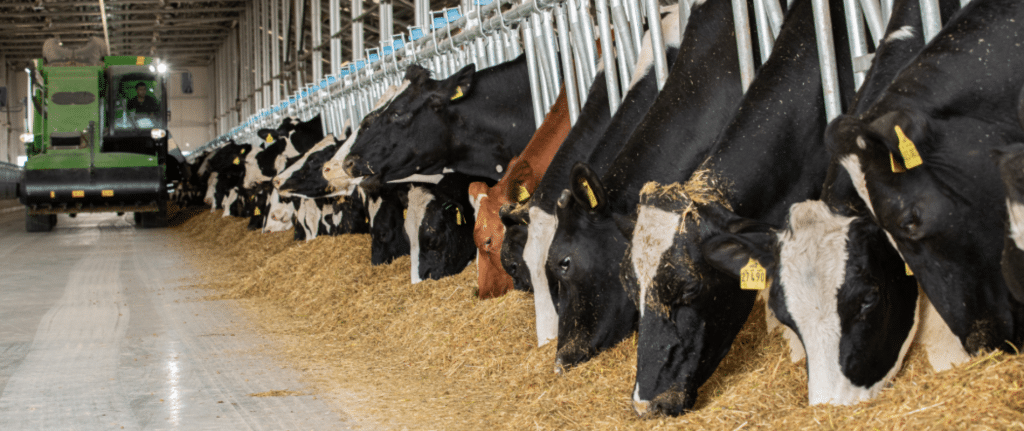 Energieprofiel van kuilvoer voor veevoeder - MAS Seeds België